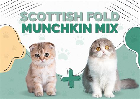 Chat Munchkin Scottish Fold