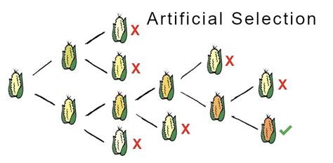 Better From The Beginning Professor Torberts Orange Corn