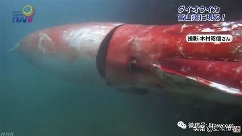大王乌贼图片大全海洋中的巨型头足类生物 巨乌贼） 说明书网