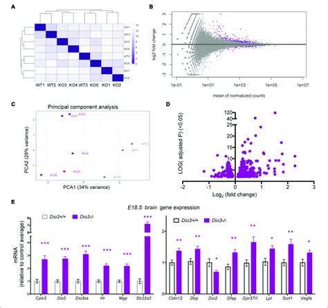 Gene Expression Profiling Of E185 Dio3 And Dio3−− Male Brains