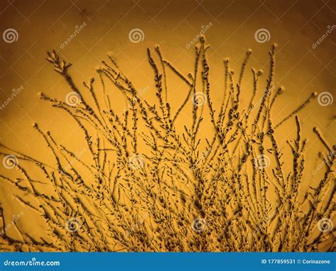 Dermatophyte Fungus Under The Microscope Stock Image Image Of Growing