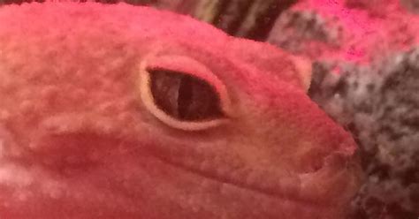 Lets Get My Lizard Named Yoda To The Popular Page Check That Evil