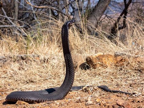 Black Mamba In Its Natural Habitat Stock Image Image Of Fauna Snake