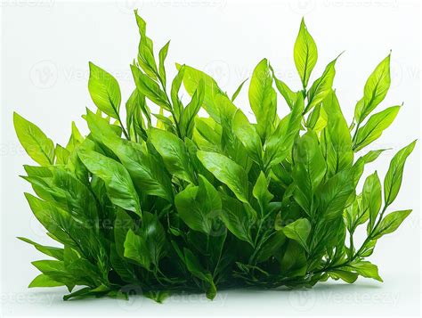 Vibrant Thalassia Testudinum Seagrass Displays Its Sturdy Texture And