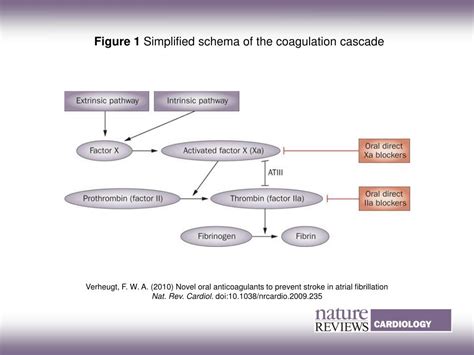 Ppt Figure 1 Simplified Schema Of The Coagulation Cascade Powerpoint