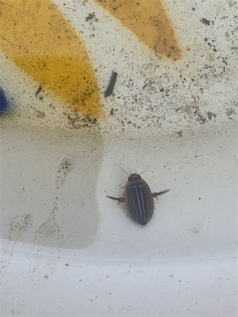 Hydaticus Grammicus In September 2023 By Pelican4160 · Inaturalist