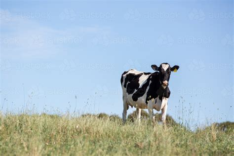 Image Of A Dairy Heifer In A Grassy Paddock Austockphoto