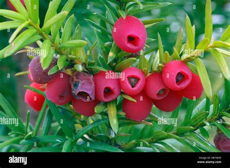 Common Yew Taxus Baccata Poisonous Berries Middelburg Netherlands
