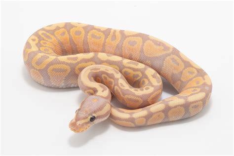 Banana Ball Python By Tori Royal Pythons Morphmarket