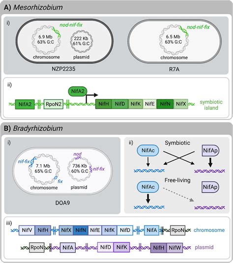Identifying Functional Multi Host Shuttle Plasmids To Advance Synthetic