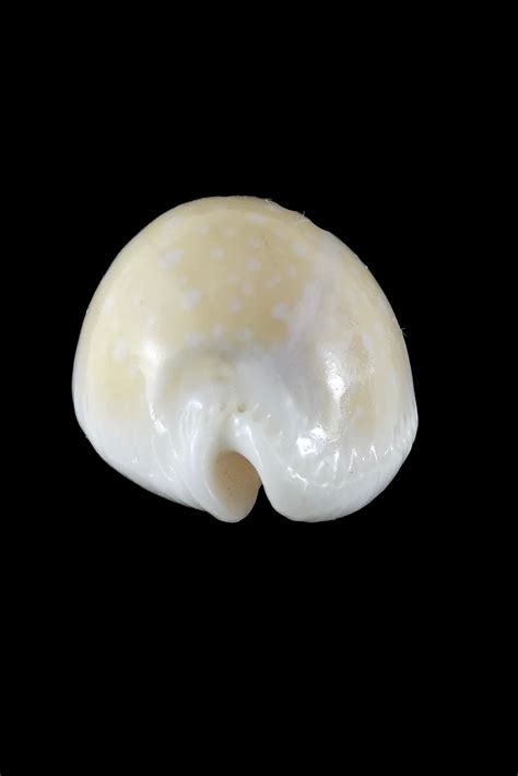 Naria Eburnea Intermedia 2956 Mm Gem Thelsica