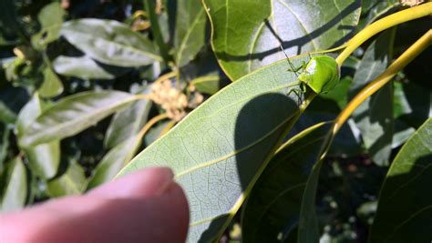 Green Vegetable Bug Cropcheck