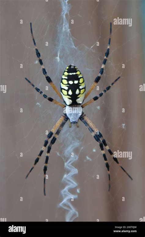 Argiope Spider Female Also Known As Corn Spider Writing Spider And