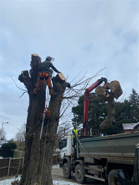 Pollarding Tree Surgery