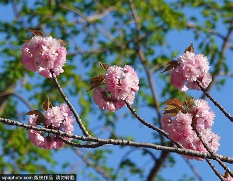 玉渊潭公园晚樱盛开 如霞似雪美不胜收