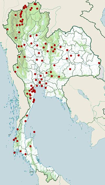 Common Kestrel Falco Tinnunculus