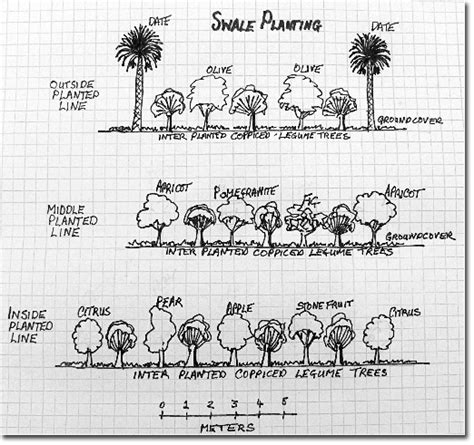 Tree Spacing Trees Forum At Permies