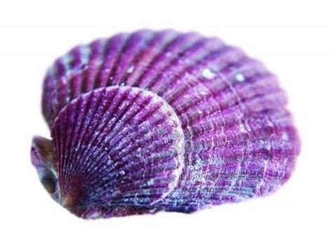 9 Best Purple Sea Shells Images On Pinterest Sea Shells Seashells