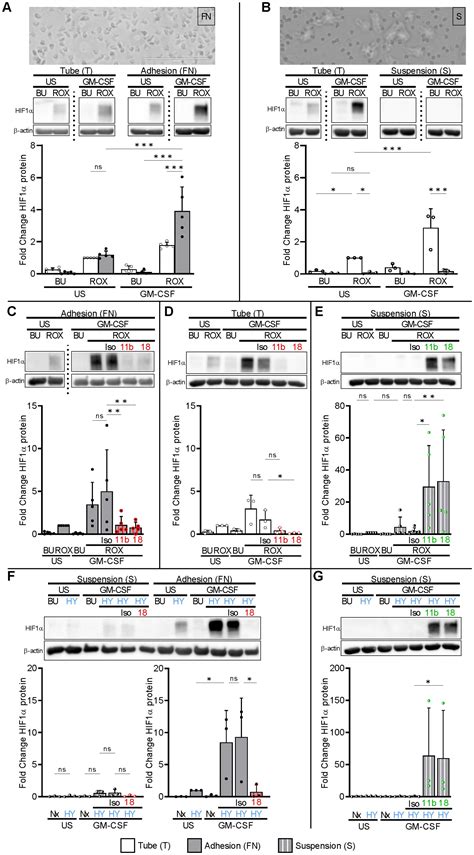 Frontiers β2 Integrins Control Hif1α Activation In Human Neutrophils