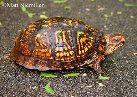 Eastern Box Turtle State Of Tennessee Wildlife Resources Agency