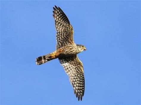 Merlin Falcon In Flight