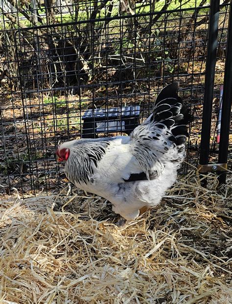 Benedict Cock Album On Imgur