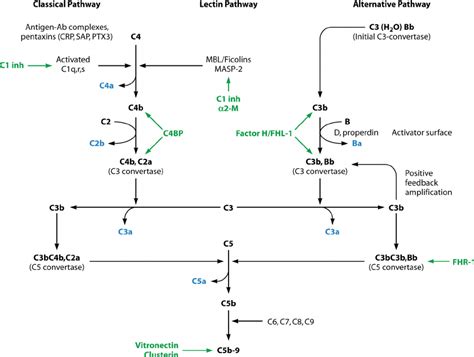 schematic representing the activation of the complement cascade the