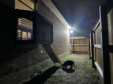 Pepper Loves His New Side Yard Catio Rcatio