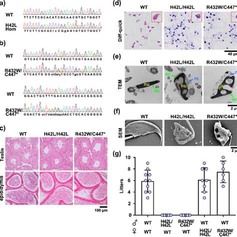 Main Components Of The Diff Quik Staining Method Fixative Solution I