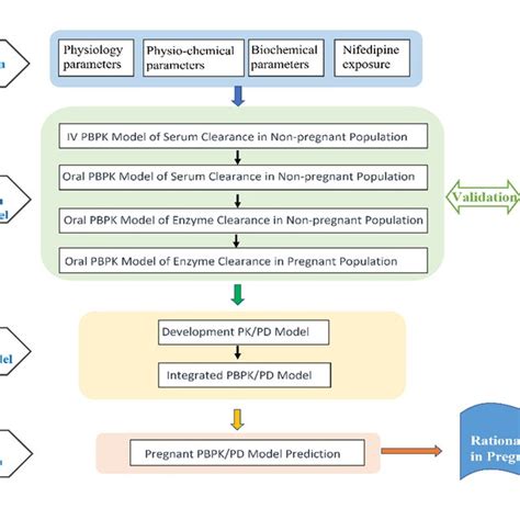 Workflow For Developing A Pbpk Pd Model Of Nifedipine In Pregnant Women Download Scientific