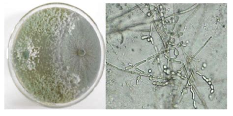 Compras Inteligentes Para El Agro