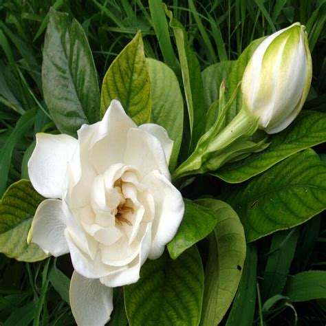 فروش گل گاردنیا