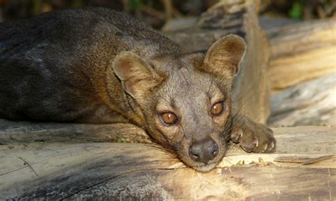 Guide To Wildlife Watching And Photography In Madagascar Reef And