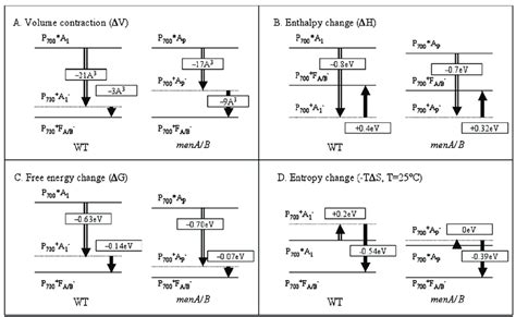 Thermodynamic Parameters Of Charge Separation In Menab Ps I And