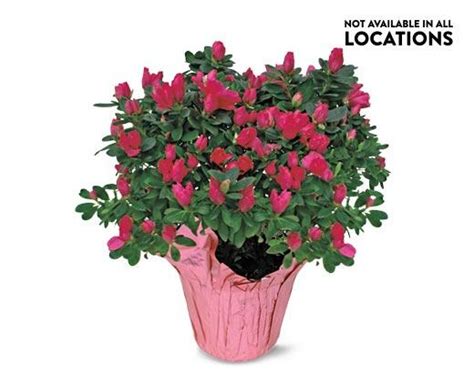 6 Azalea Or Hydrangea Assorted Colors Aldi — Usa Specials Archive