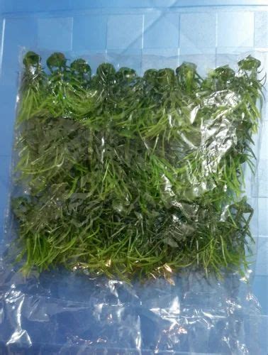 Grass Craft For School Project At ₹ 30sq Ft In New Delhi Id