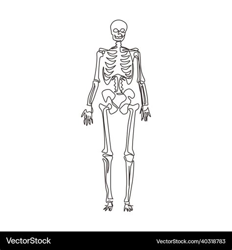 Continuous One Line Drawing Human Skeleton Image Vector Image