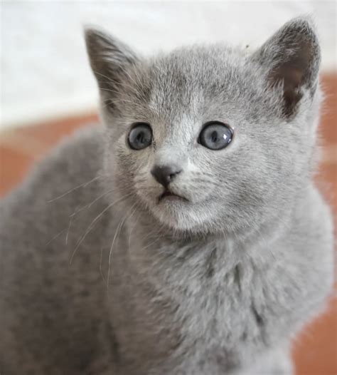 Camada Al Criadero De Gato Azul Ruso