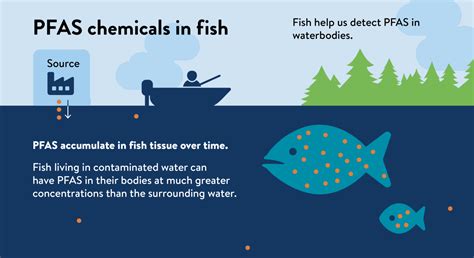Pfas In Fish Minnesota Pollution Control Agency