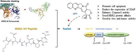 新型融合肽及其 Cpt 缀合物的设计、合成和生物活性评估，对 Her2 阳性肿瘤诱导有效的抗肿瘤反应european Journal Of Medicinal Chemistry X Mol