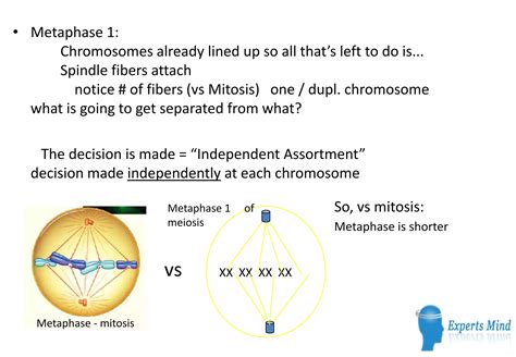 Mitosis Pptx