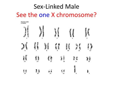 Mendelian Genetics Ppt Download