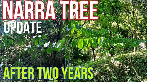 Philippine National Tree Narra