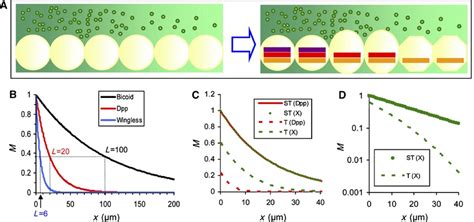 Dynamics And Steady State Of Morphogen Gradients A Morphogen Download Scientific Diagram