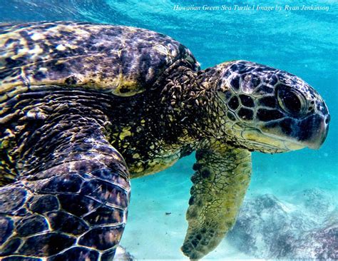 Green Sea Turtles