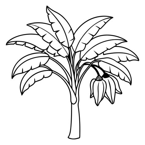 A Banana Tree With Banana Illustration Line Art 51278560 Vector Art At
