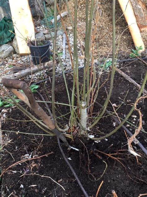 Moving A Raspberry Bed Lindy Sinclair