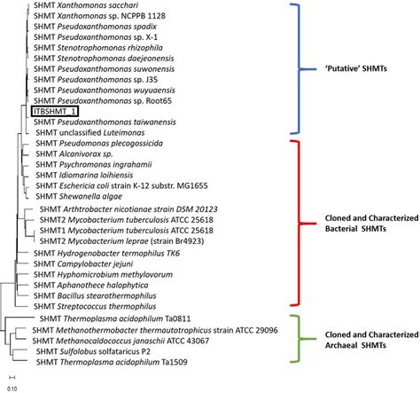 Phylogenetic Tree Constructed By Mega X Program Using Neighbor Joining Download Scientific