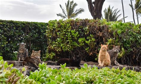 Maui Residents Band Together For Their Furry Friends Impacted By