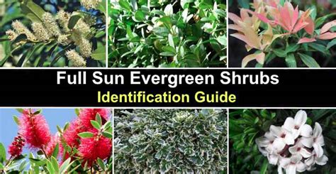 18 Full Sun Evergreen Shrubs Identification Guide